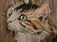 Play Realistic Cat - Free Online Scratch Game