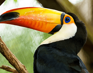 Oiseau Content - Jouez gratuitement en ligne - CrazyGames-Poki